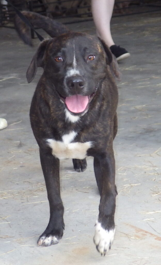 Chadbourn Dangerous Dog Board to Meet – Columbus County News